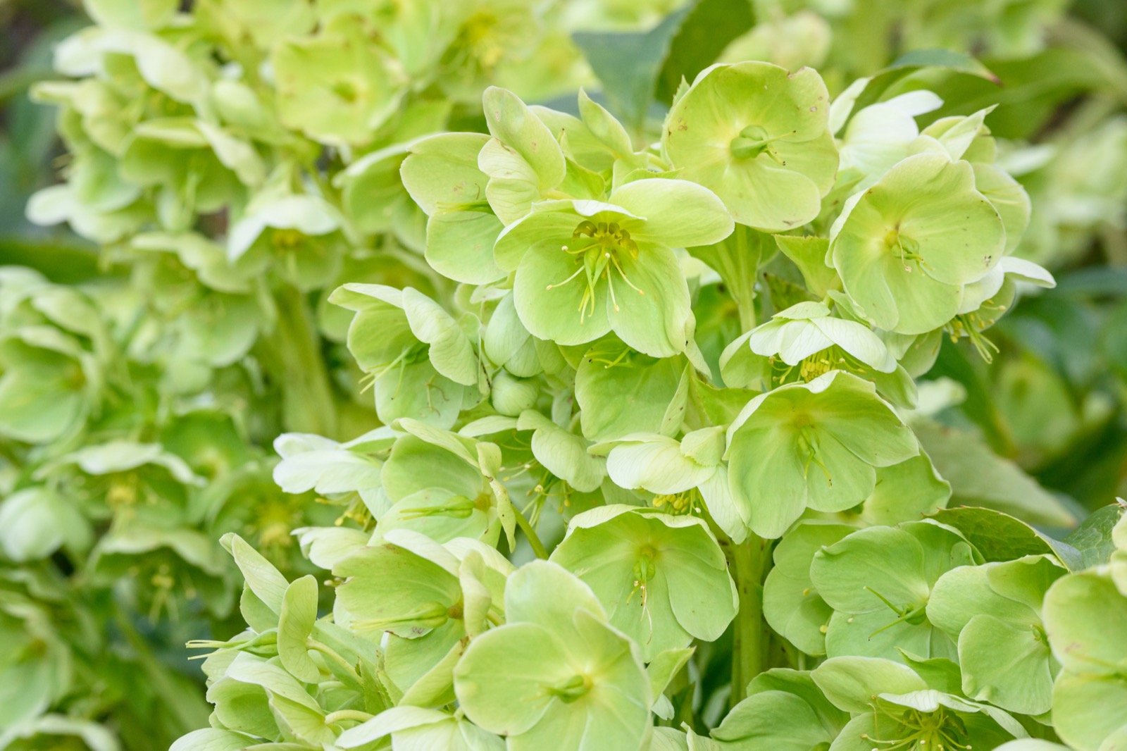 9 Flower Colors Meanings and Symbolism | Color Meanings