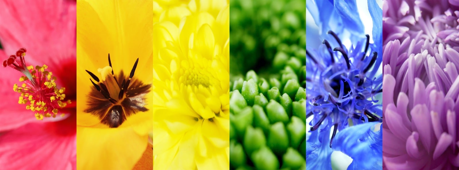 9 Flower Colors Meanings and Symbolism | Color Meanings