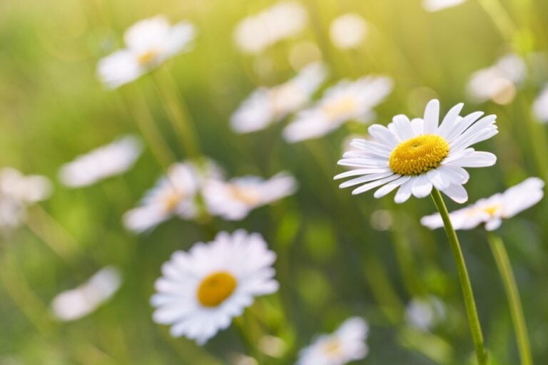 9 Flower Colors Meanings and Symbolism | Color Meanings
