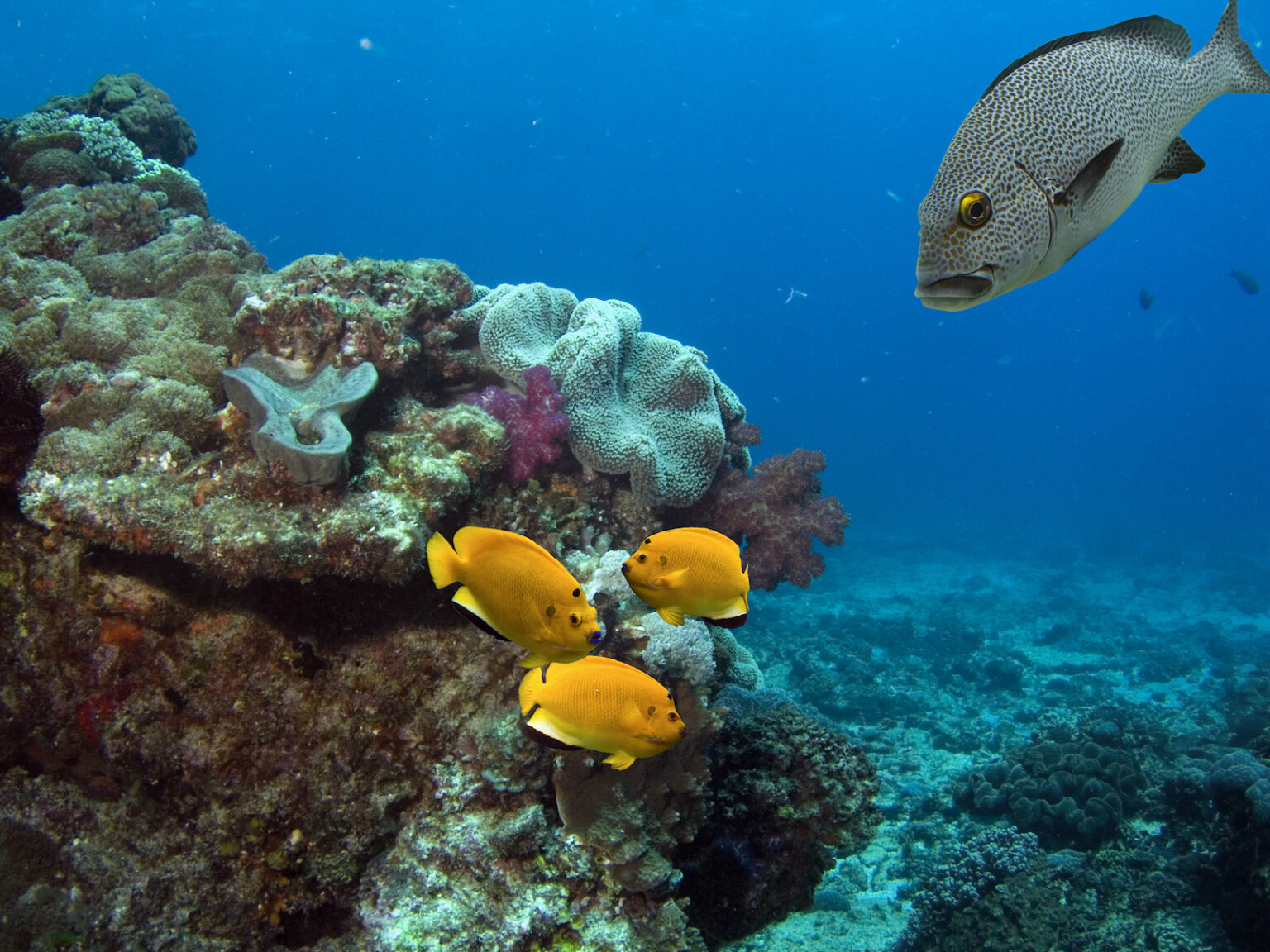 51 of the Most Colorful Coral Reefs in the World | Color Meanings