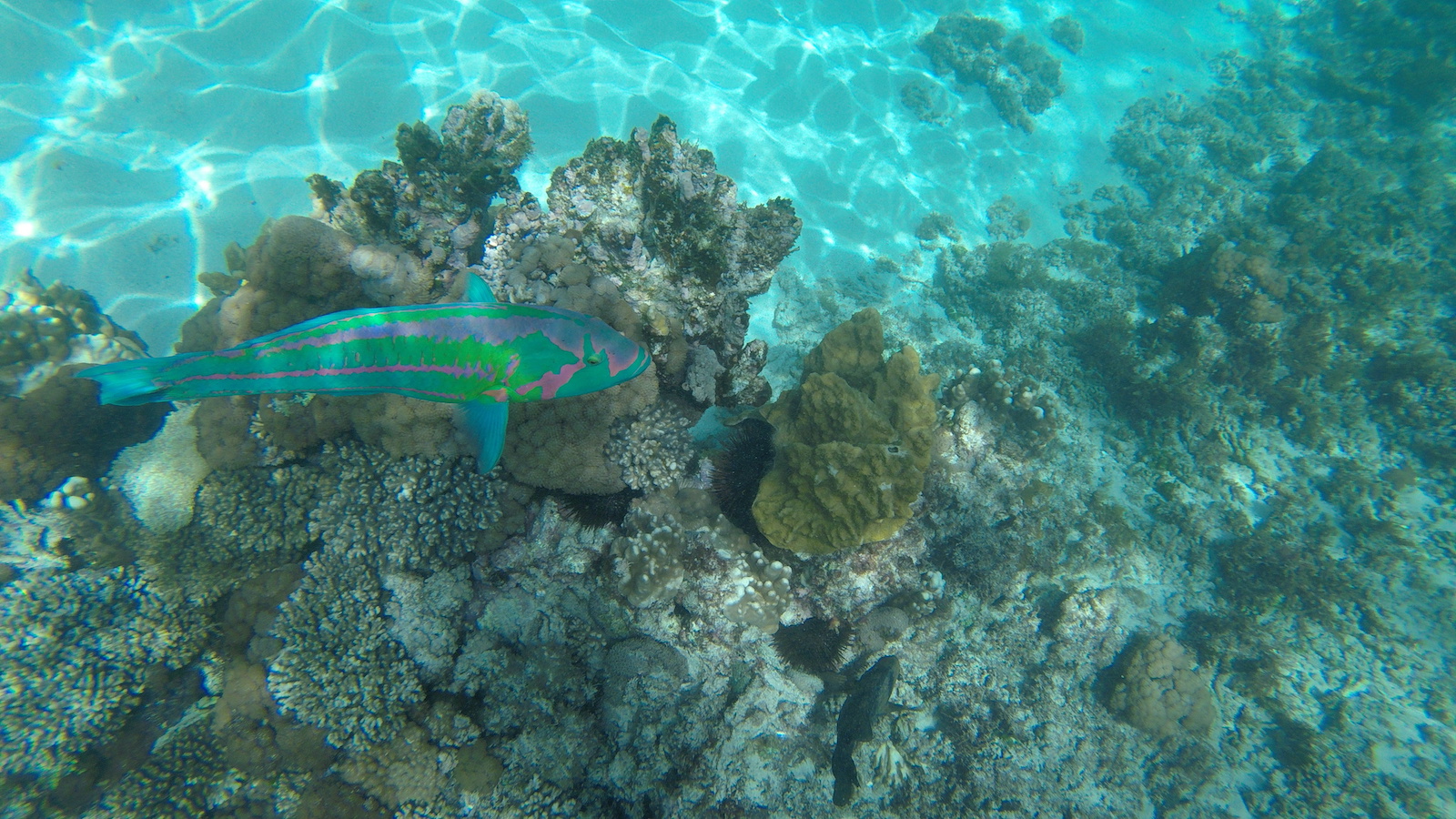 51 of the Most Colorful Coral Reefs in the World | Color Meanings