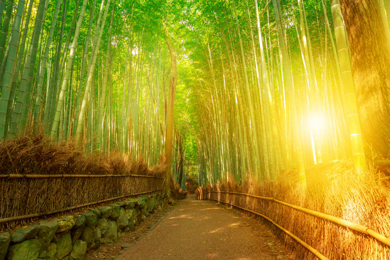 52 of the Most Colorful Forests in the World | Color Meanings