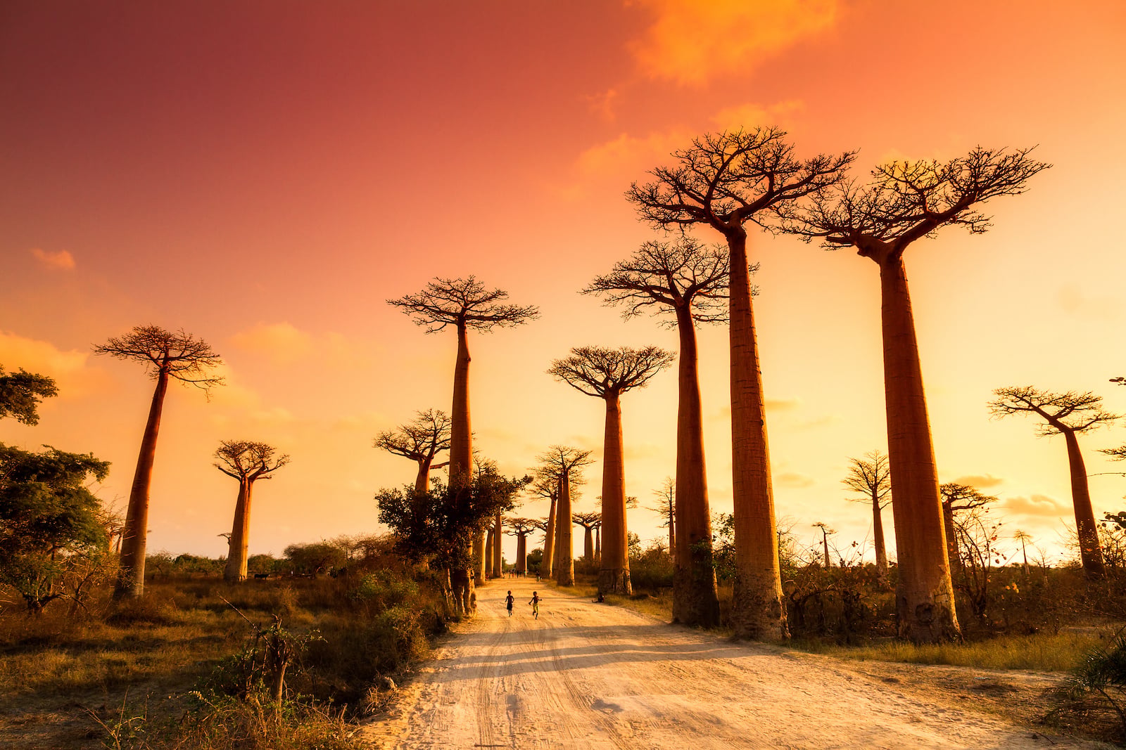 52 of the Most Colorful Forests in the World | Color Meanings