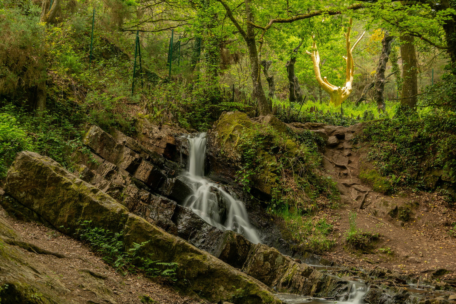 52 of the Most Colorful Forests in the World | Color Meanings