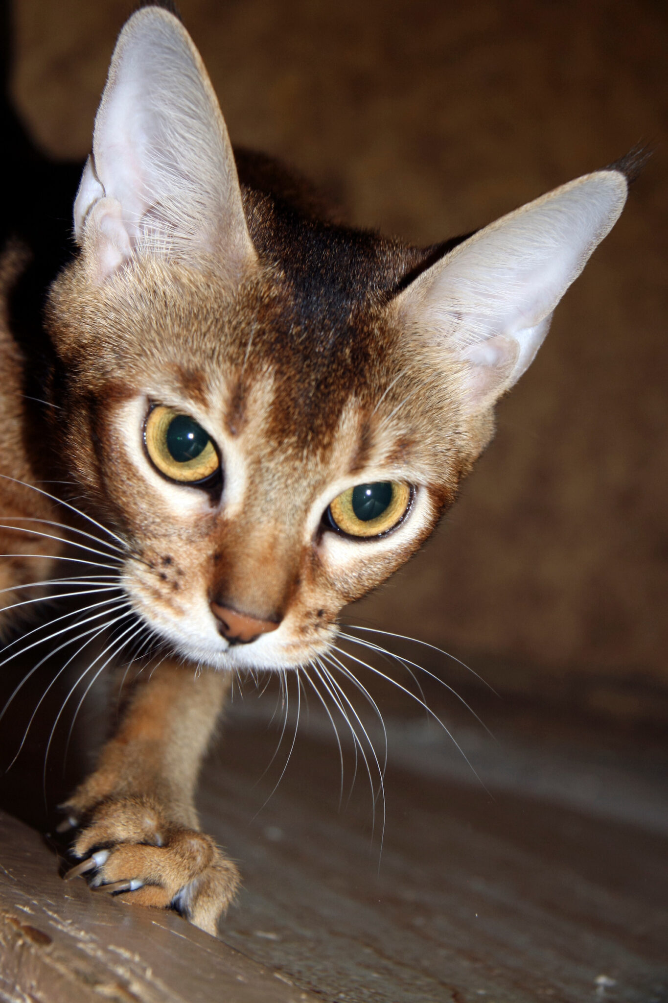 53 of the Most Colorful Cat Breeds in the World | Color Meanings
