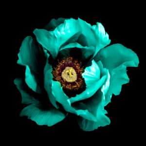 What Is Color Balance in Photography and Image Processing? | Color Meanings