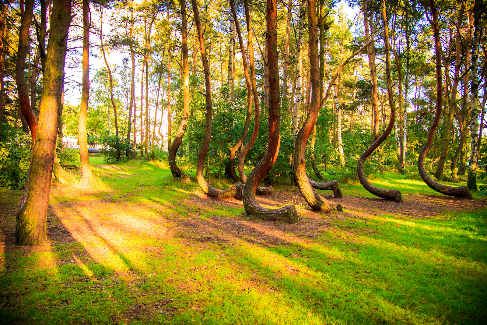 52 of the Most Colorful Forests in the World | Color Meanings