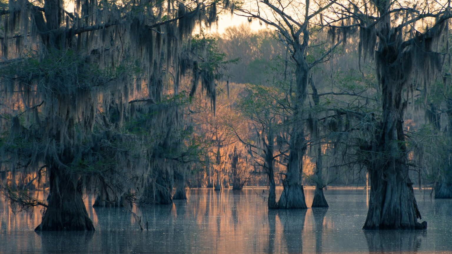 52 of the Most Colorful Forests in the World | Color Meanings