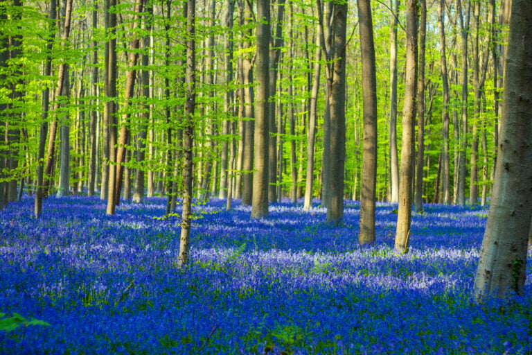 52 of the Most Colorful Forests in the World | Color Meanings