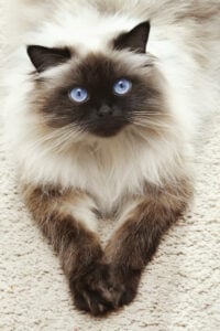 53 of the Most Colorful Cat Breeds in the World | Color Meanings