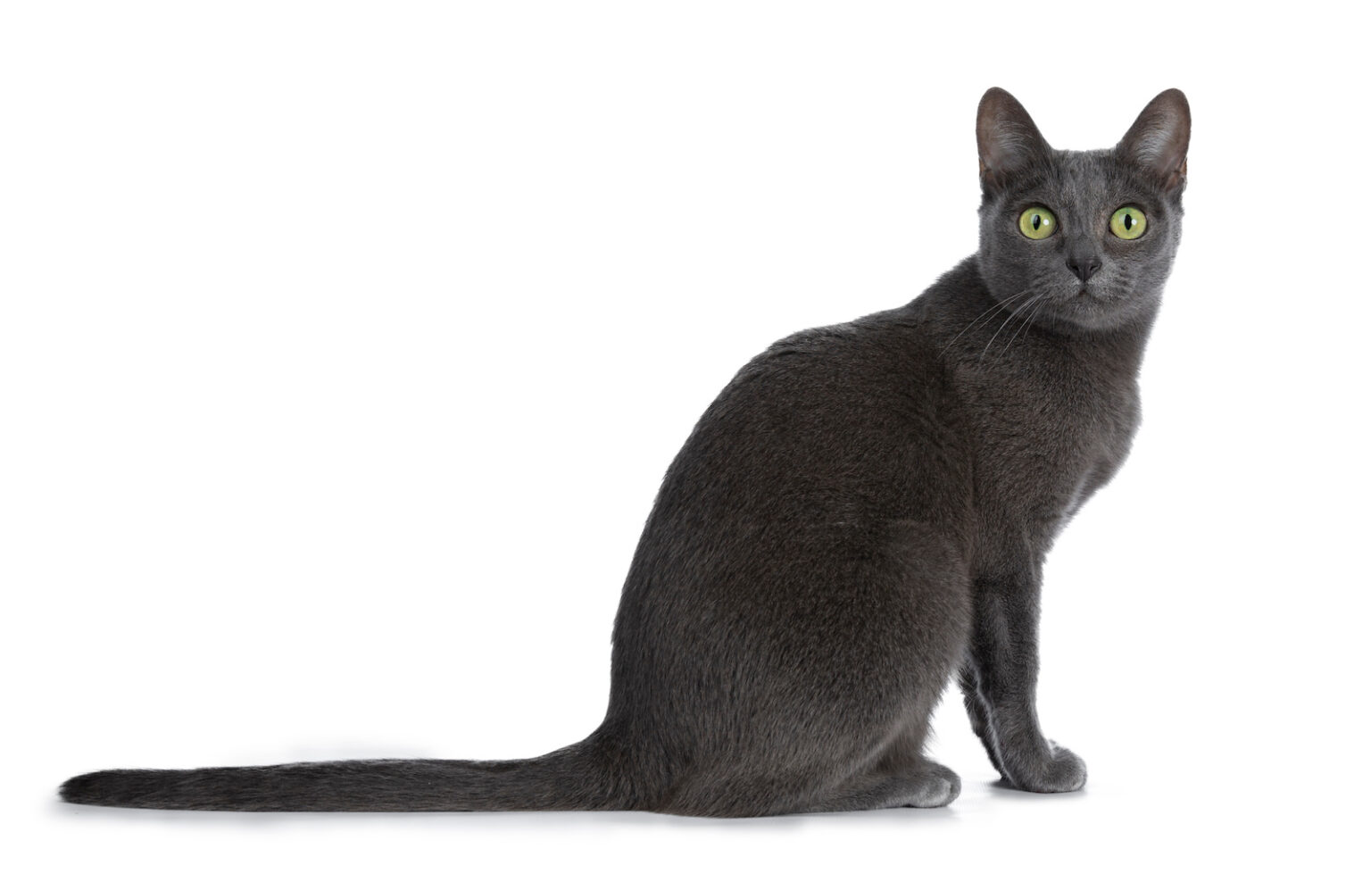 53 of the Most Colorful Cat Breeds in the World | Color Meanings