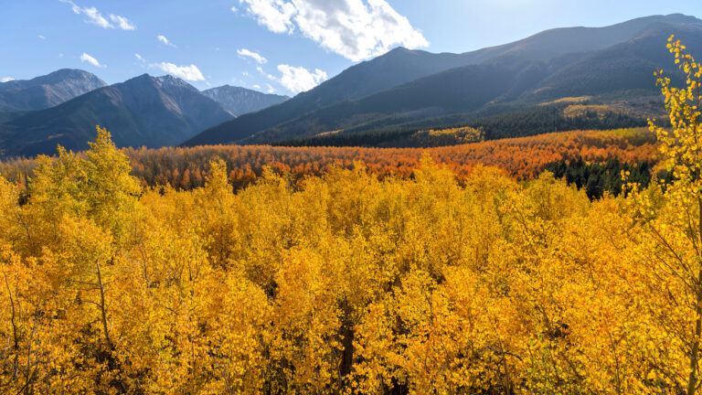 52 of the Most Colorful Forests in the World | Color Meanings