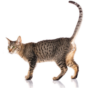 53 of the Most Colorful Cat Breeds in the World | Color Meanings