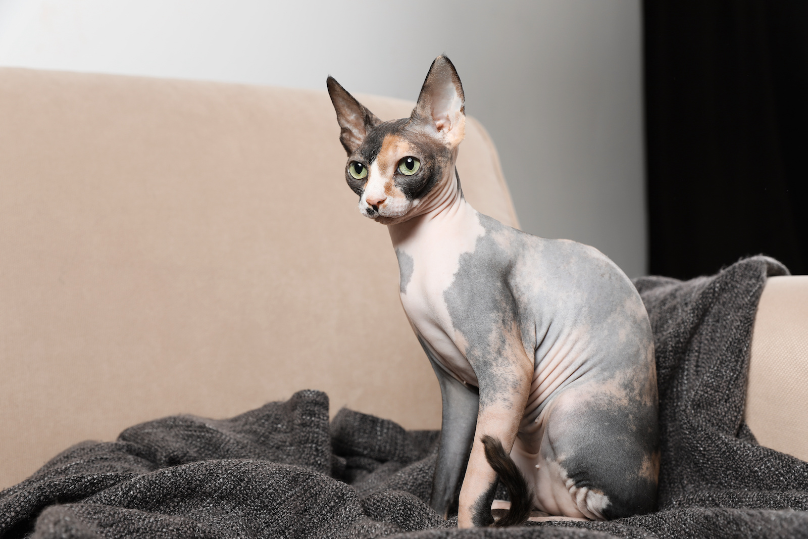 53 of the Most Colorful Cat Breeds in the World | Color Meanings