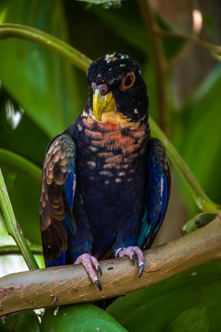 53 of the Most Colorful Parrots in the World | Color Meanings