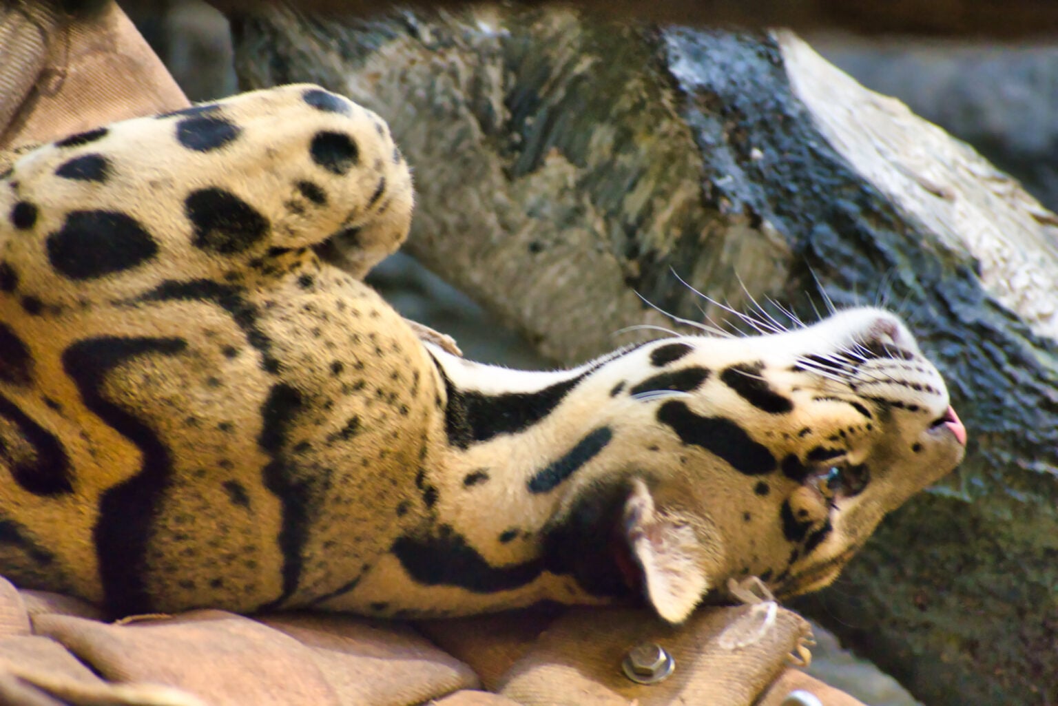 52 of the Most Colorful Mammals in the World | Color Meanings