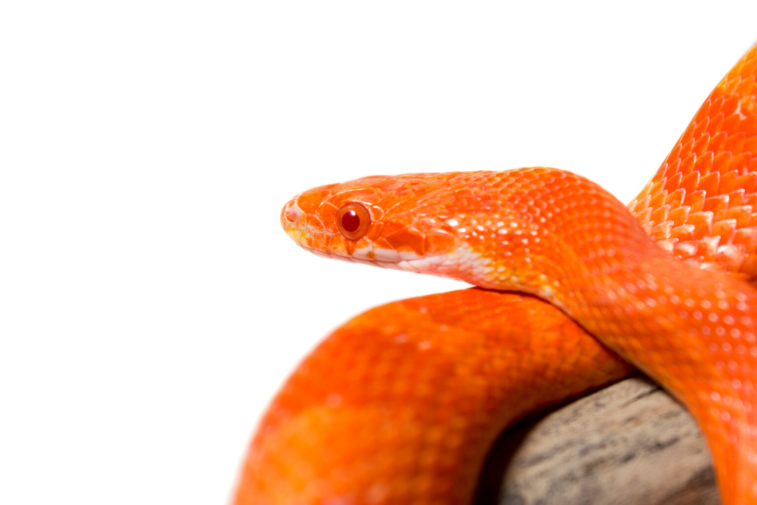 53 of the Most Colorful Reptiles in the World | Color Meanings