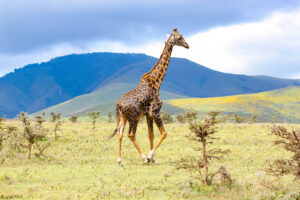 52 of the Most Colorful Mammals in the World | Color Meanings