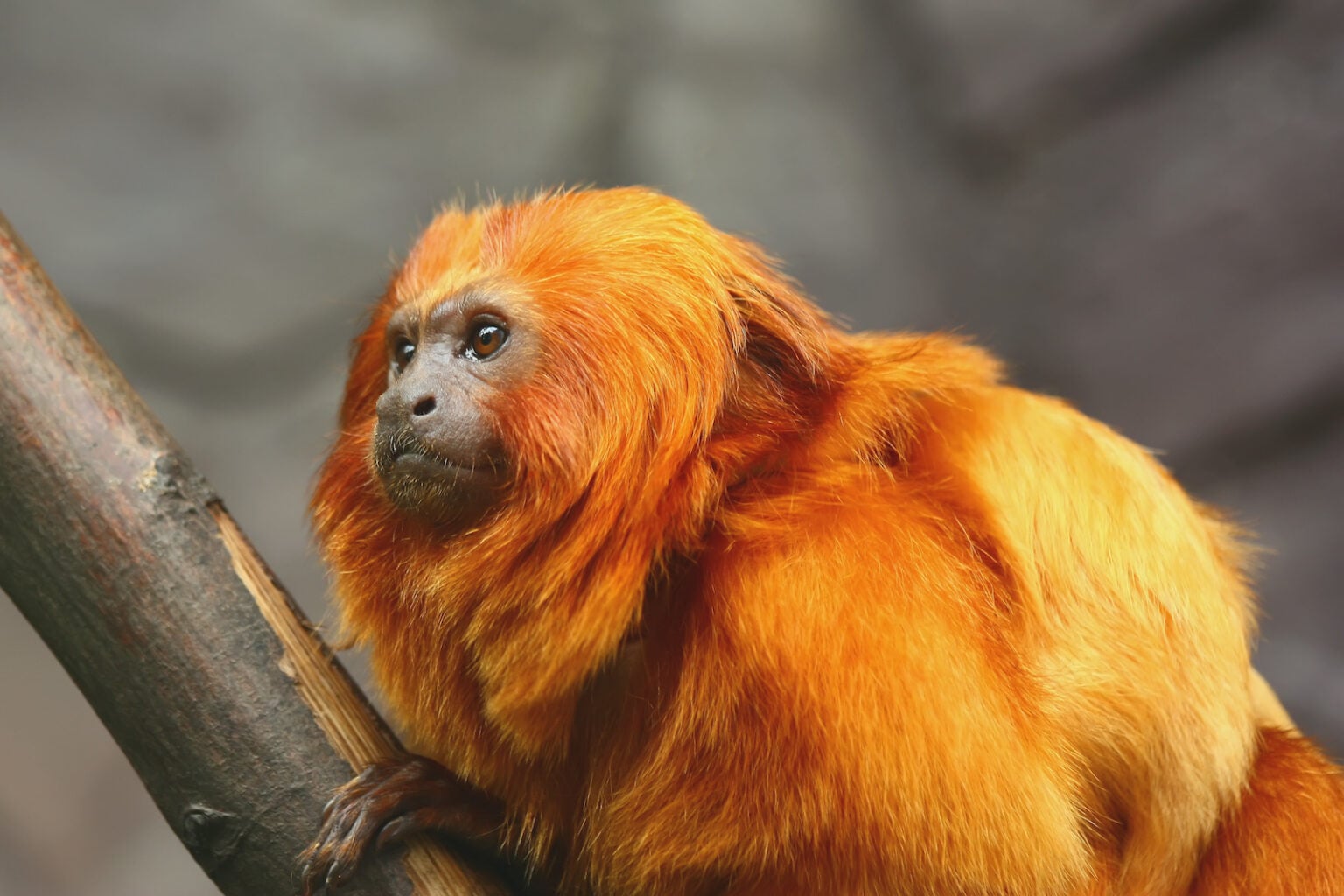 52 of the Most Colorful Mammals in the World | Color Meanings
