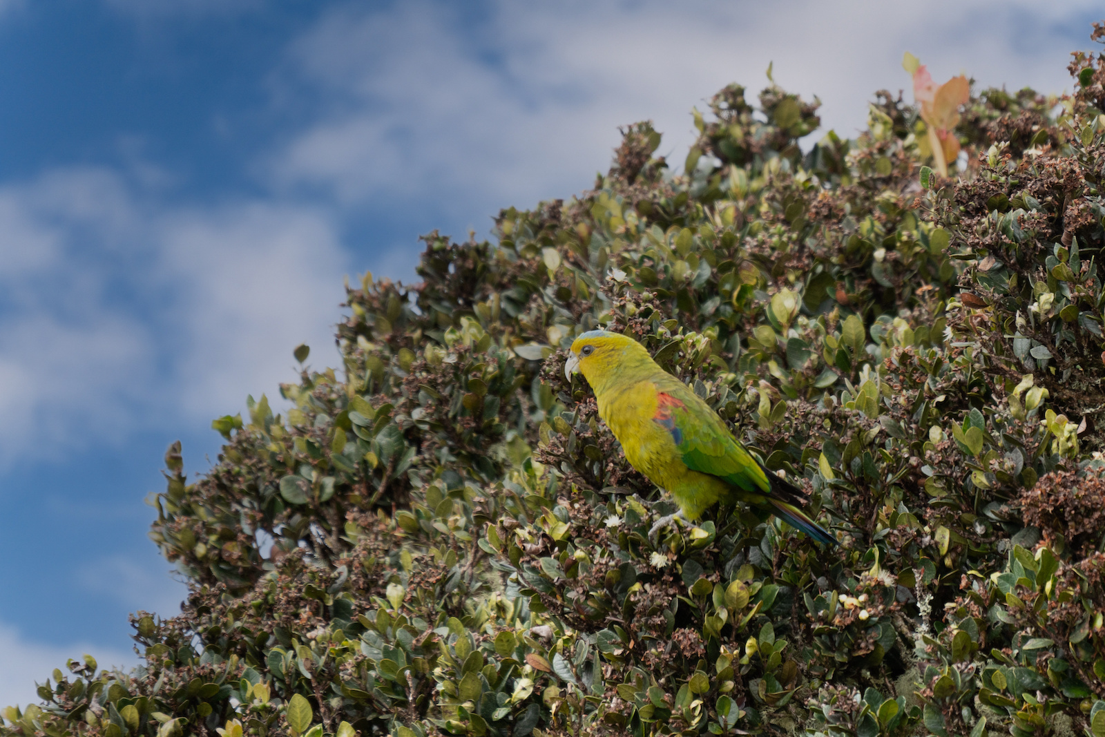 53 of the Most Colorful Parrots in the World | Color Meanings