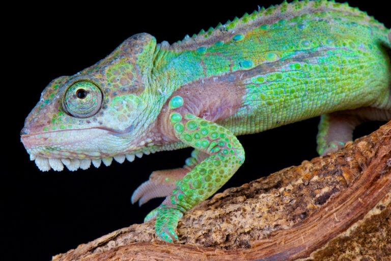 51 of the Most Colorful Chameleons in the World | Color Meanings