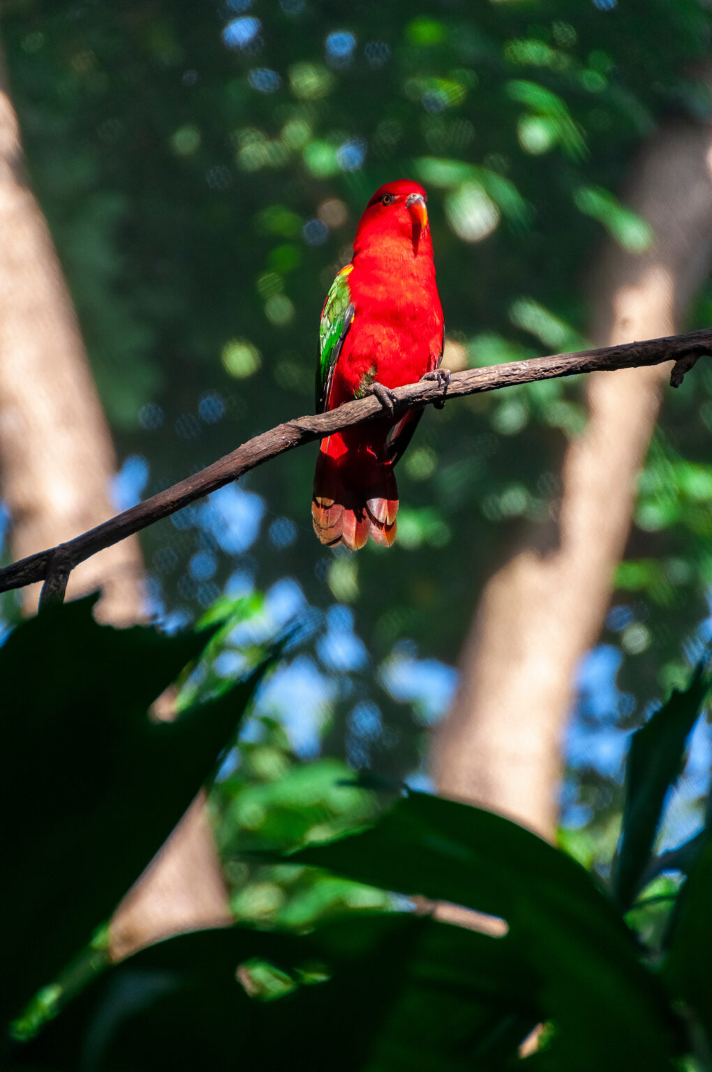 53 of the Most Colorful Parrots in the World | Color Meanings