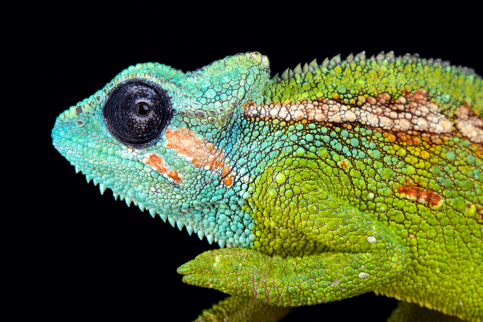 53 of the Most Colorful Reptiles in the World | Color Meanings