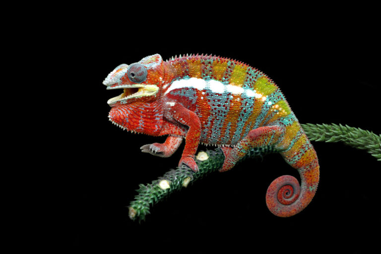 51 of the Most Colorful Chameleons in the World | Color Meanings