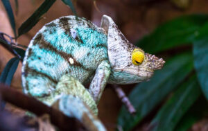 51 of the Most Colorful Chameleons in the World | Color Meanings