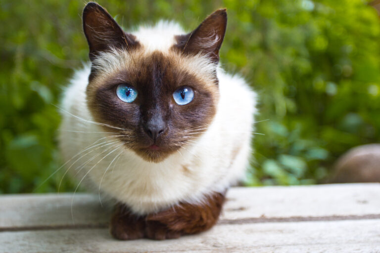 52 of the Most Colorful Mammals in the World | Color Meanings