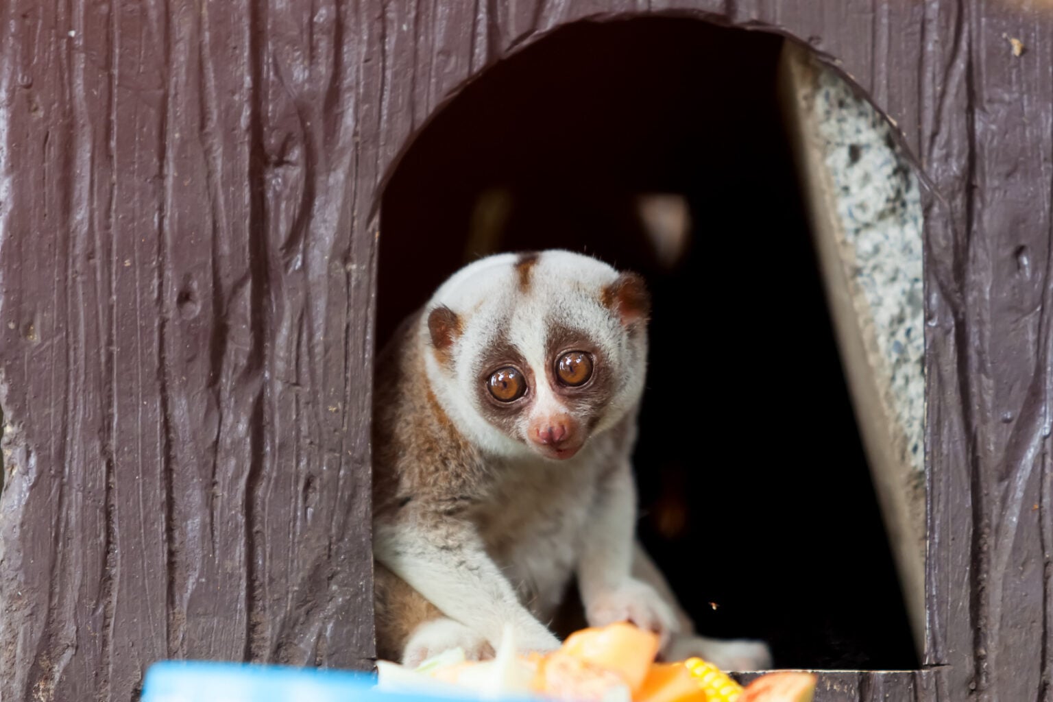 52 of the Most Colorful Mammals in the World | Color Meanings