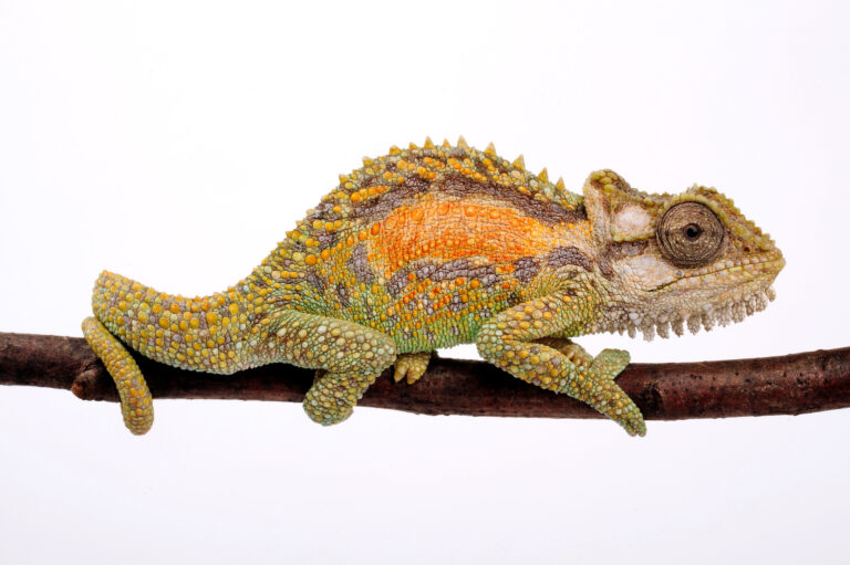 53 of the Most Colorful Reptiles in the World | Color Meanings
