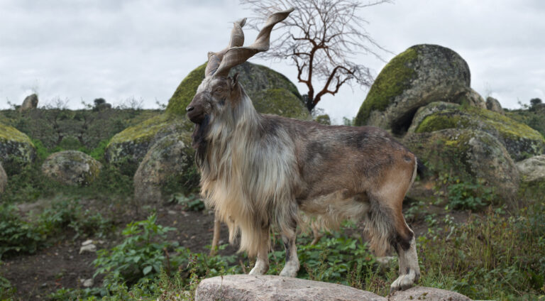 52 of the Most Colorful Mammals in the World | Color Meanings