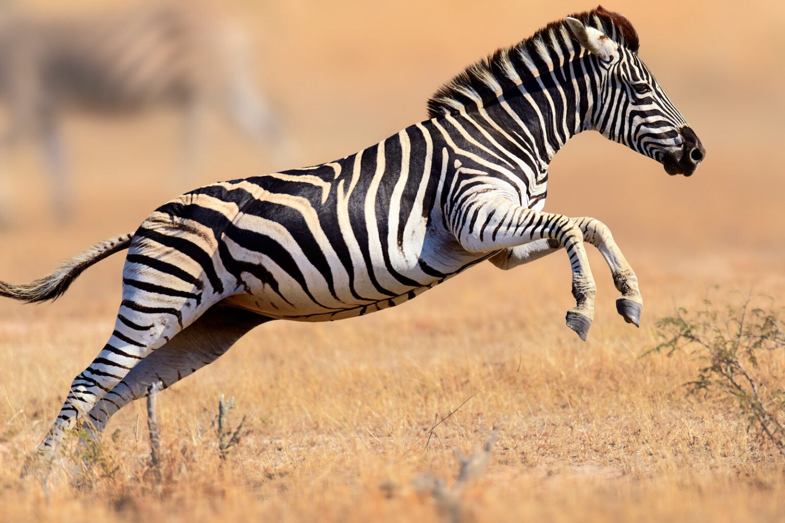 52 of the Most Colorful Mammals in the World | Color Meanings