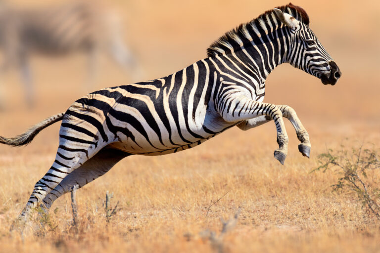 52 of the Most Colorful Mammals in the World | Color Meanings