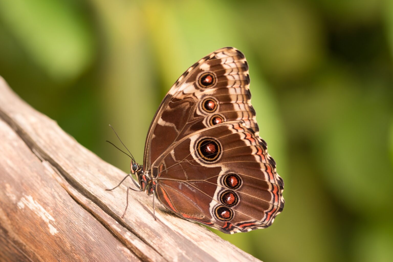 Brown Butterfly Meaning: What Do Brown Butterflies Symbolize? | Color ...