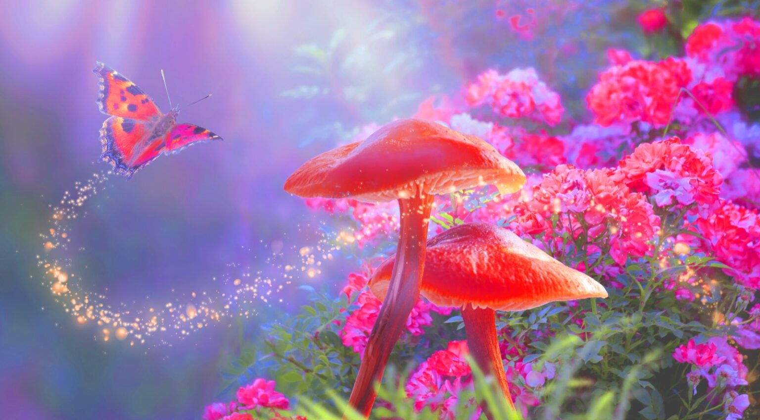 Red Butterfly Meaning: What Do Red Butterflies Symbolize? | Color Meanings