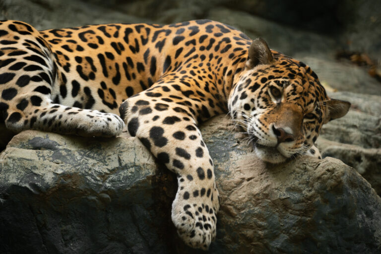 52 of the Most Colorful Mammals in the World | Color Meanings