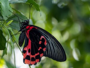 Red Butterfly Meaning: What Do Red Butterflies Symbolize? | Color Meanings