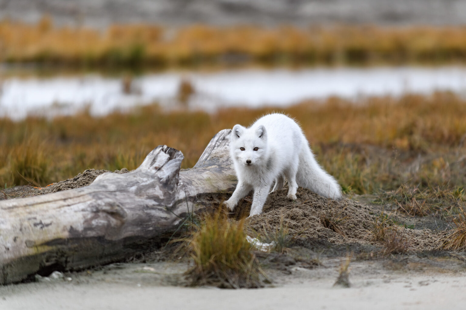 51 of the Most Colorful Foxes in the World | Color Meanings