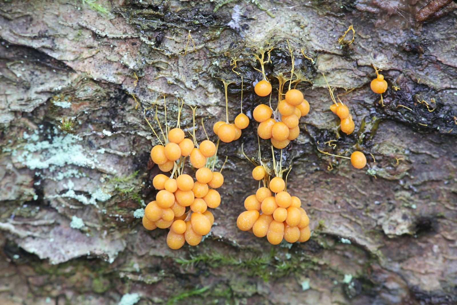 53 of the Most Colorful Mushrooms and Other Fungi in the World | Color ...