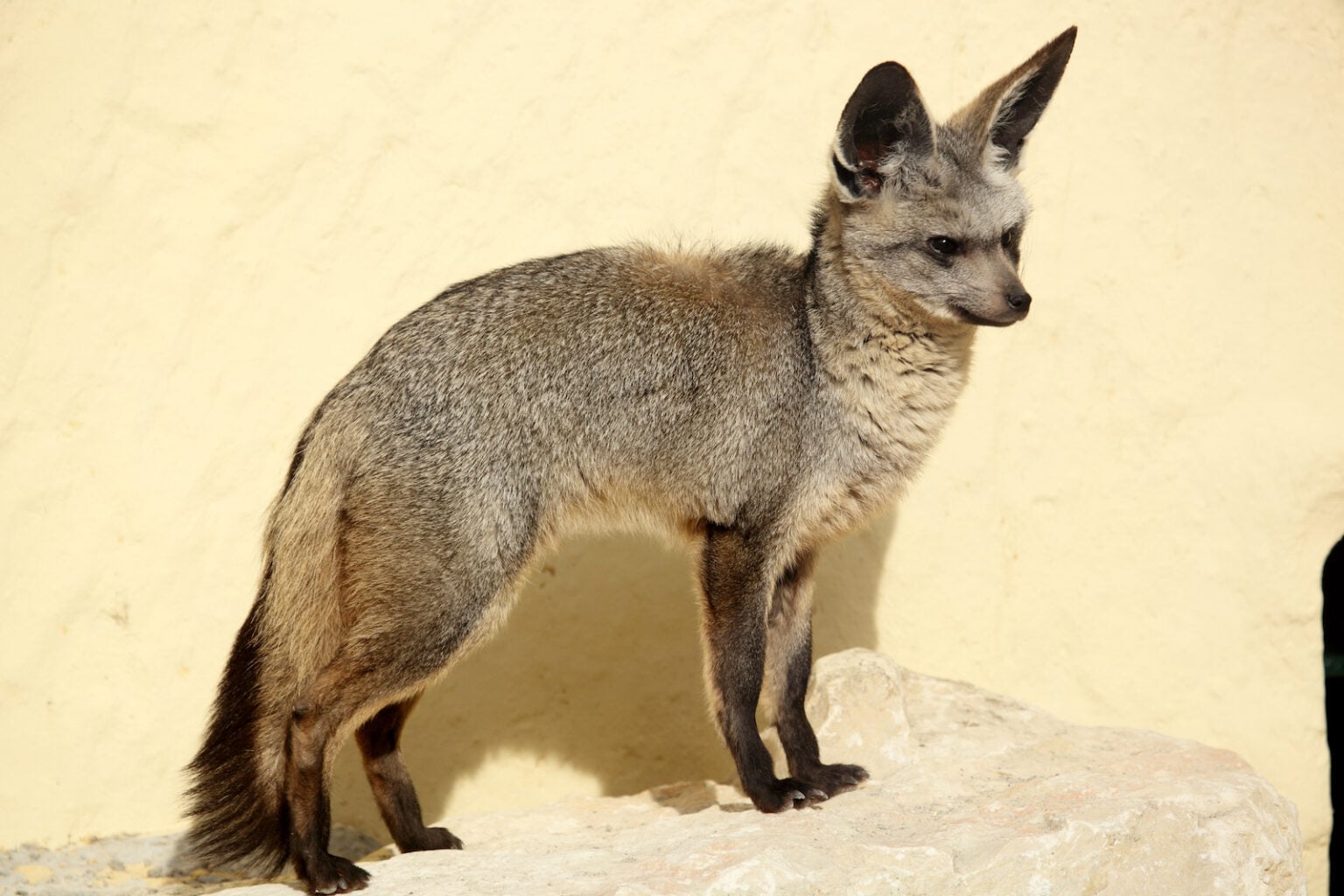 51 of the Most Colorful Foxes in the World | Color Meanings
