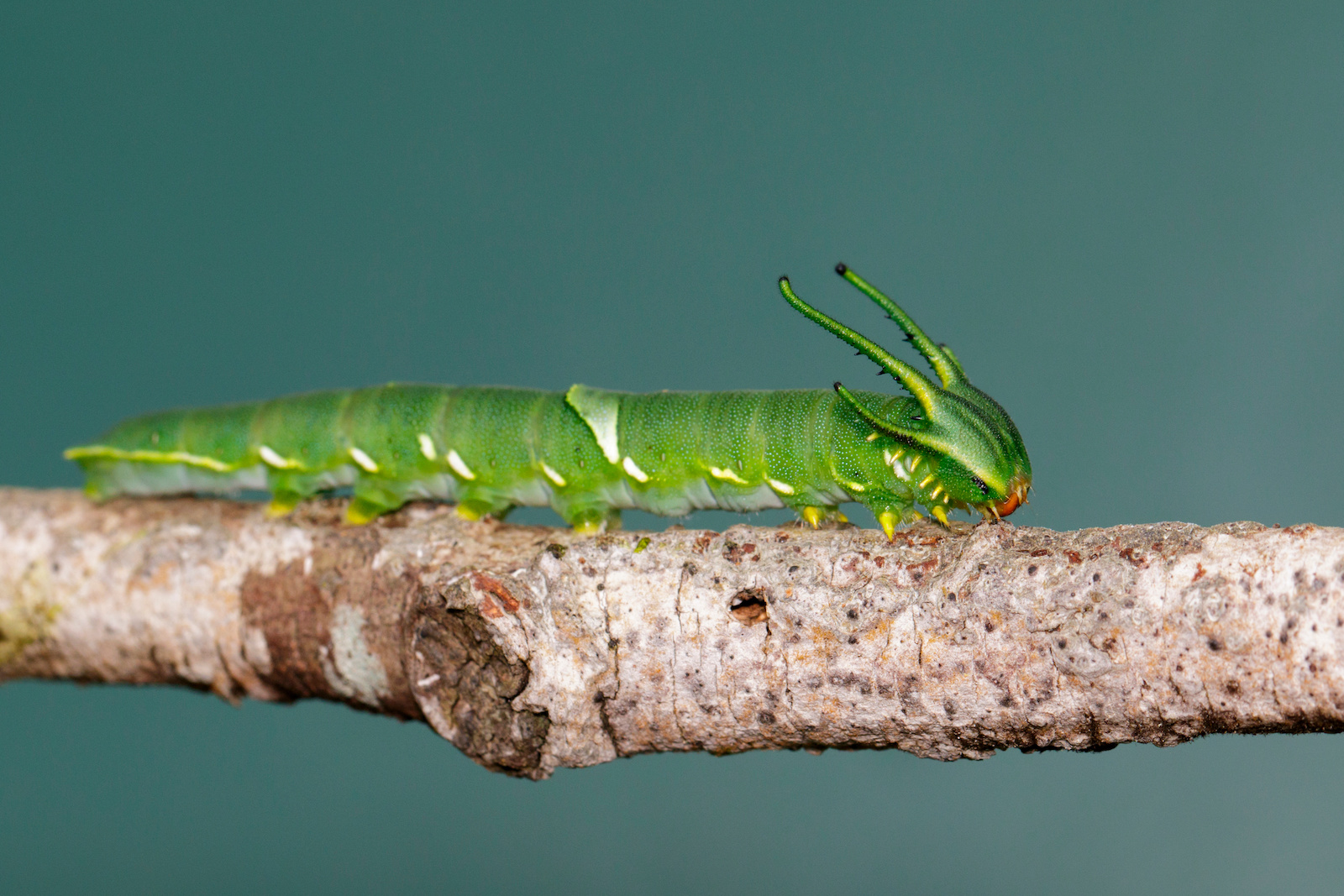 53 of the Most Colorful Caterpillars in the World | Color Meanings