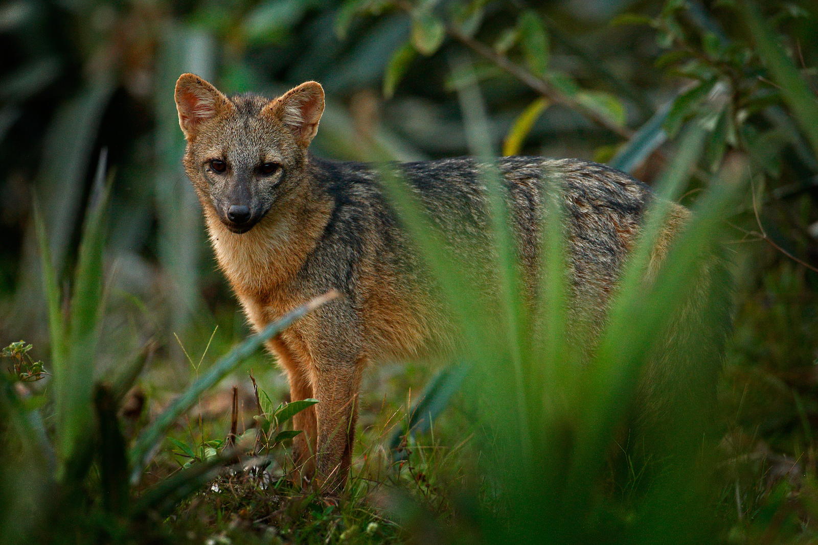 51 of the Most Colorful Foxes in the World | Color Meanings