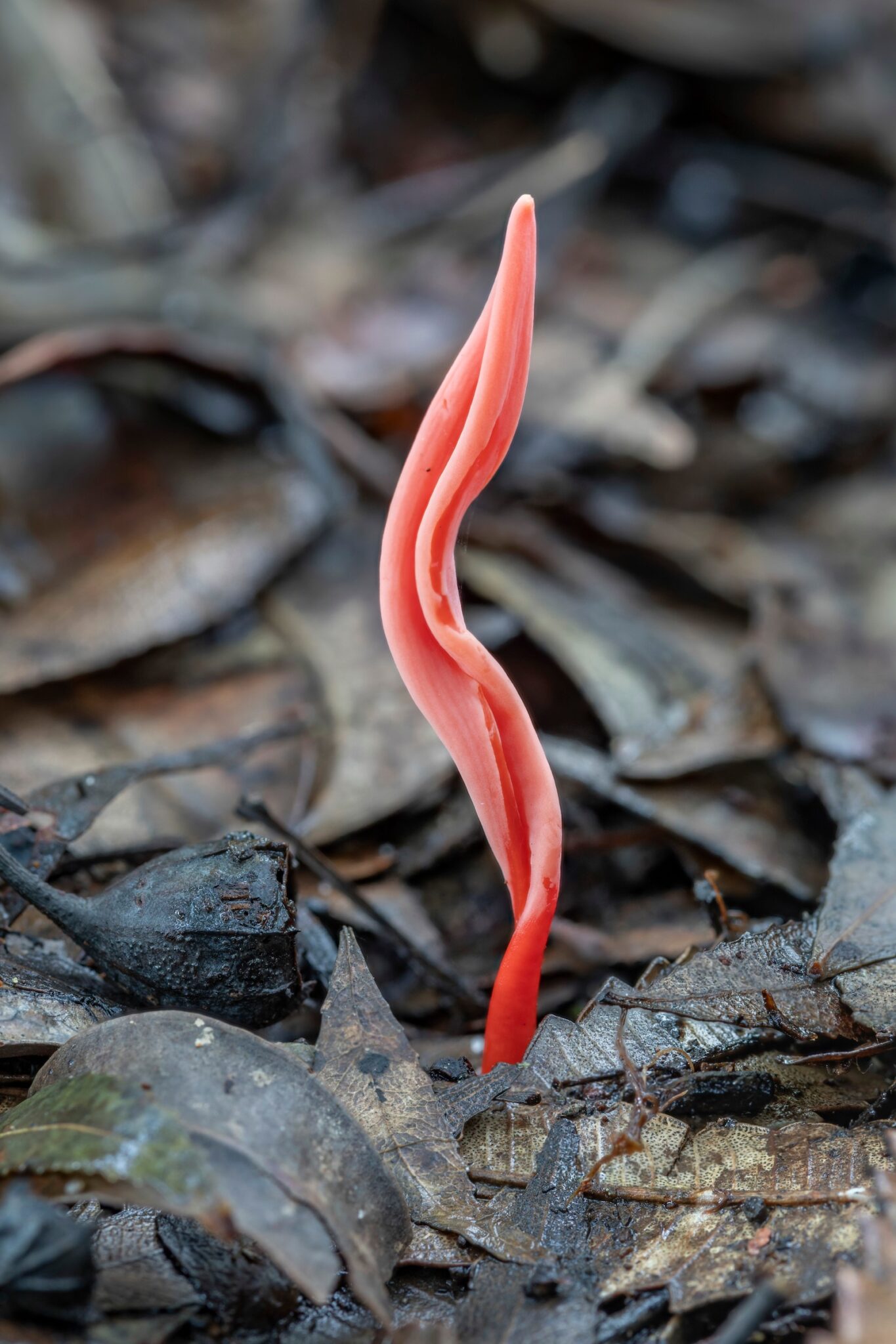 53 of the Most Colorful Mushrooms and Other Fungi in the World | Color ...