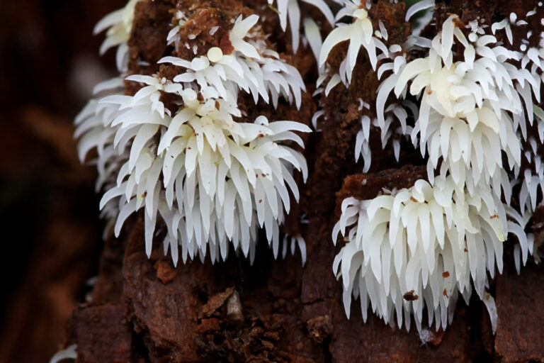 53 of the Most Colorful Mushrooms and Other Fungi in the World | Color ...