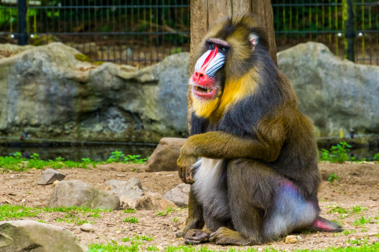 51 of the Most Colorful Monkeys and Apes in the World - Color Meanings