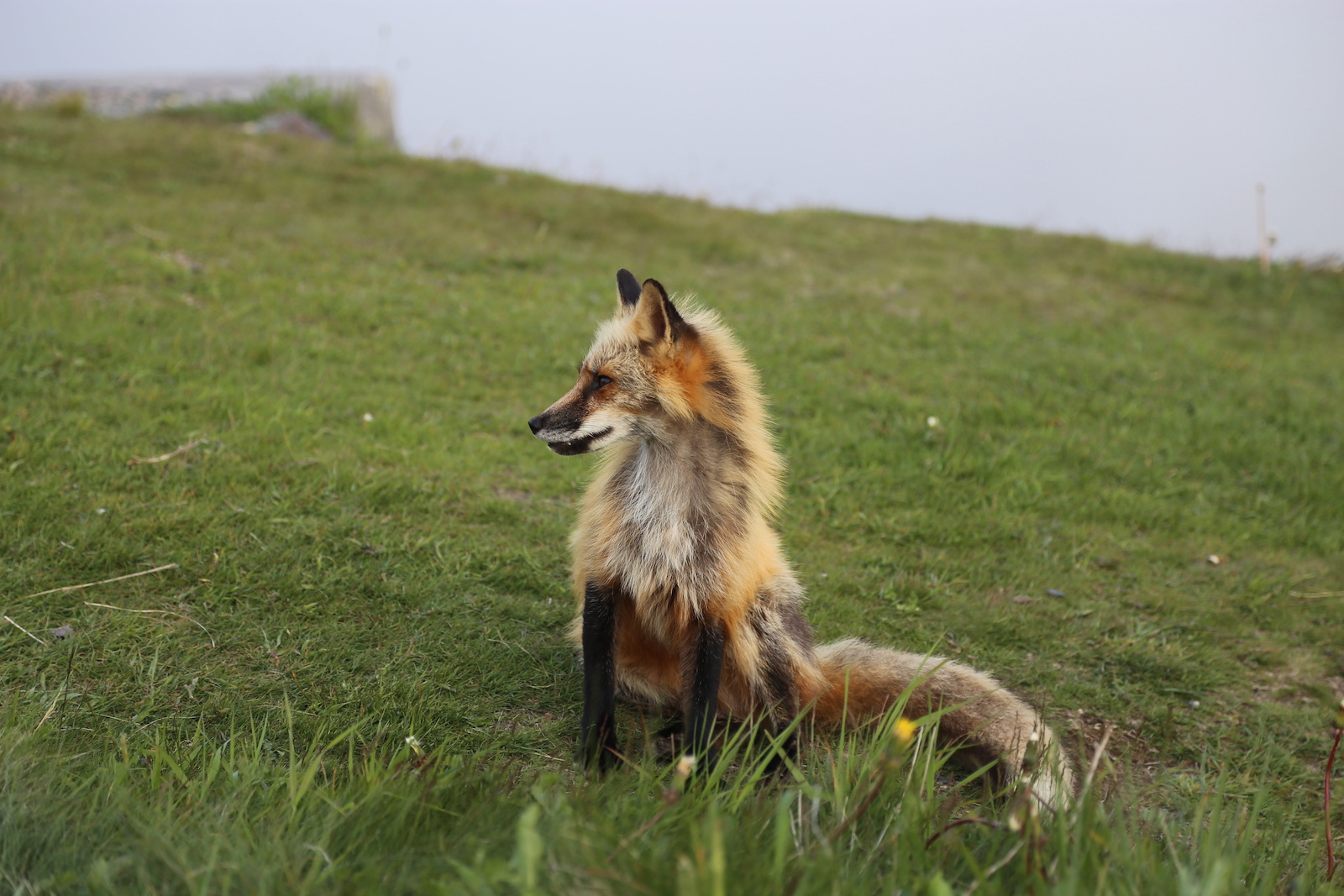 51 of the Most Colorful Foxes in the World | Color Meanings