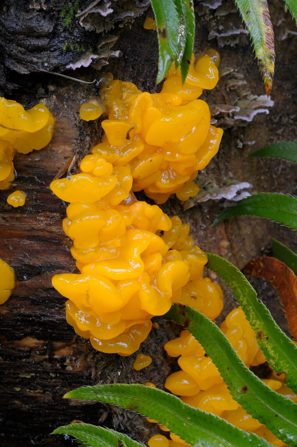 53 of the Most Colorful Mushrooms and Other Fungi in the World | Color ...