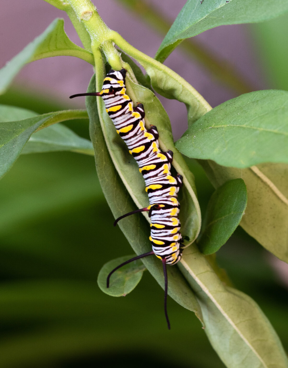 53 of the Most Colorful Caterpillars in the World | Color Meanings